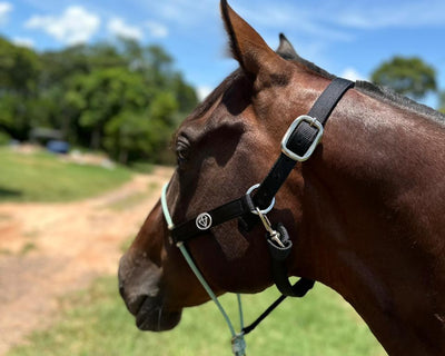 Diamond Classic Tack & Saddlery – Diamond Classic Tack & Saddlery